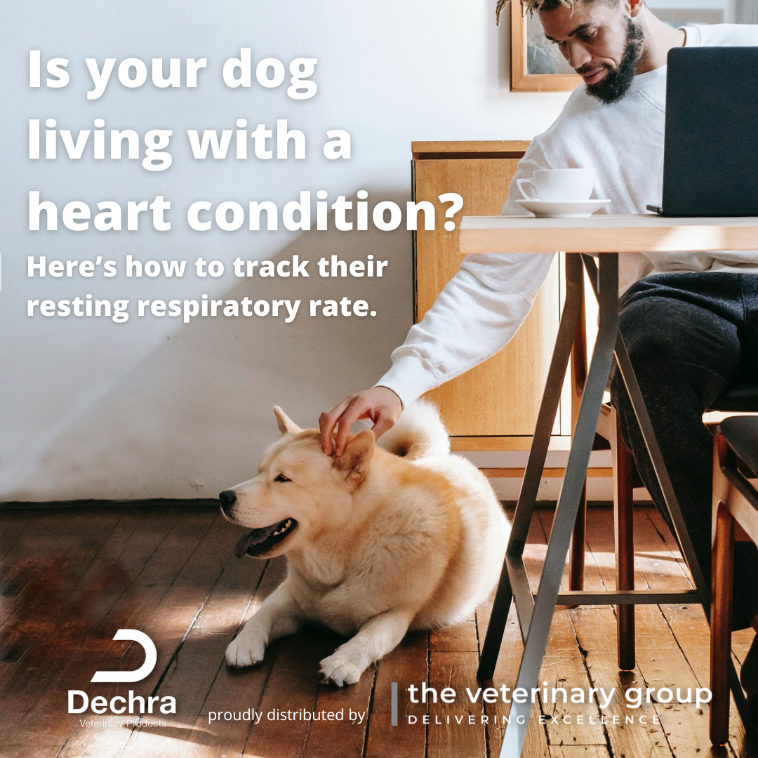 HOW TO RECORD THE RESPIRATORY RATE IN YOUR PET. – The Veterinary Group